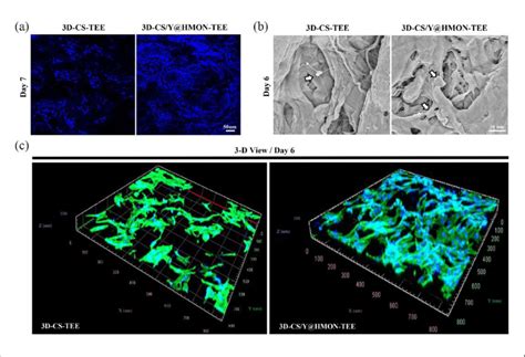 Cells Growth Status Inside The 3 D Collagen Scaffold A Download Scientific Diagram