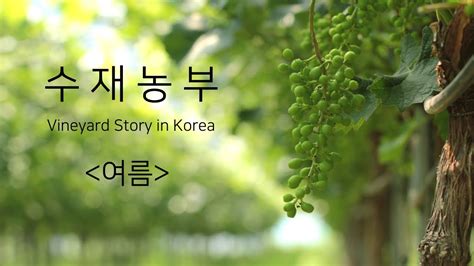 유기농 포도를 재배하는 수재농부의 여름 이야기 캠벨 샤인머스캣 봉지 씌우기까지 귀농 농부의 일상 Youtube