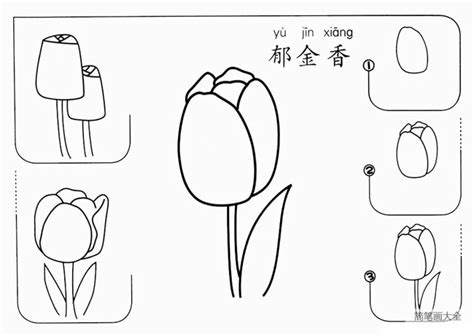 郁金香怎么画步骤 郁金香怎么画荷兰 郁金香怎么画折纸 大山谷图库