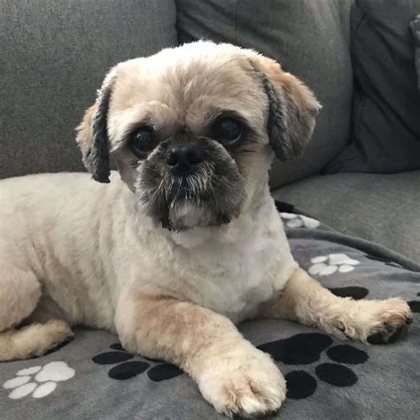 Shih Tzu Lifespan How Long Do Shih Tzus Live Artofit