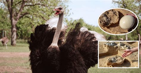 အစ္စရေးနိုင်ငံမှာ တွေ့ရှိခဲ့တဲ့ နှစ်ပေါင်း ၄၀၀၀ ကျော် သက်တမ်းရှိ ငှက်ကုလားအုတ် ဥများ