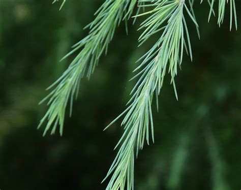 雪松冬天可以种植吗 绿宝园林网