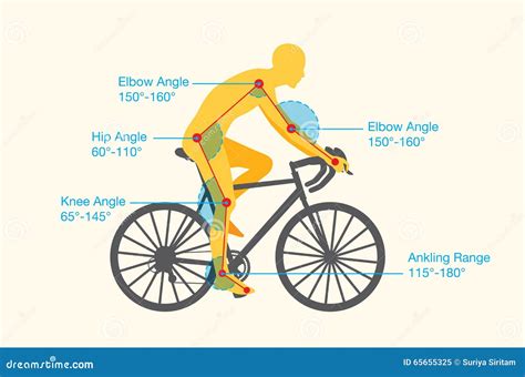 Bike Fitting Guideline Cartoon Vector 65655325