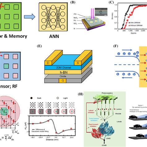 A Photoelectric Hybrid Neural Networks Based On Photonic Memristor Download Scientific