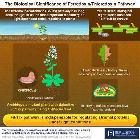The Biological Significance Of [image] Eurekalert Science News Releases