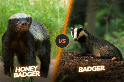 Honey Badger Watch How Honey Badgers Are Living The Sweet Life