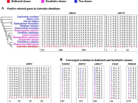 Multi Sequence Alignment Around Substitutions In Four Positively