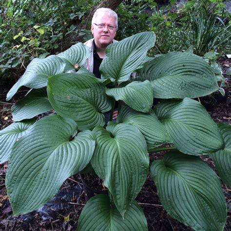 Hostas Planting Guide Easy To Grow Bulbs