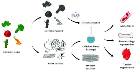 Preparation And Application Of Decellularized Plant Scaffolds Download Scientific Diagram