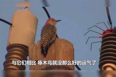 猴子爬上电线杆，结果被活活电死，实在太惨了！电线杆实在太结果