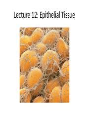 SCB 203 Lecture 12 Fall I 2018 Ppt Lecture 12 Epithelial Tissue Lecture 12 Epithelial Tissue