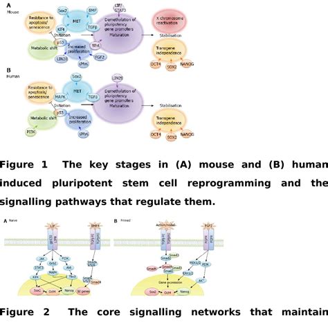 Figure 2 From Cell Signalling Pathways Underlying Induced Pluripotent Stem Cell Reprogramming