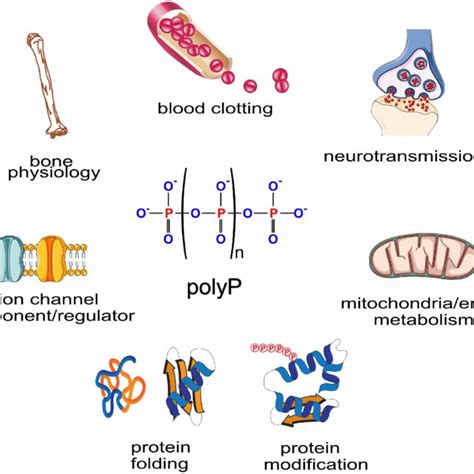Pdf Inorganic Polyphosphate In Mammals Wheres Wally