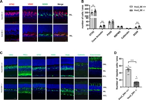 Analyses Of Cell Fate Acquisition In Vsx2 Enhancer Deficient Retinas