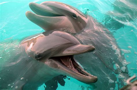 Dolphin Reproductive Anatomy