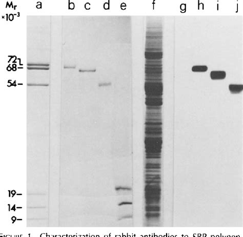 Figure 1 From Subcellular Distribution Of Signal Recognition Particle And 7sl Rna Determined