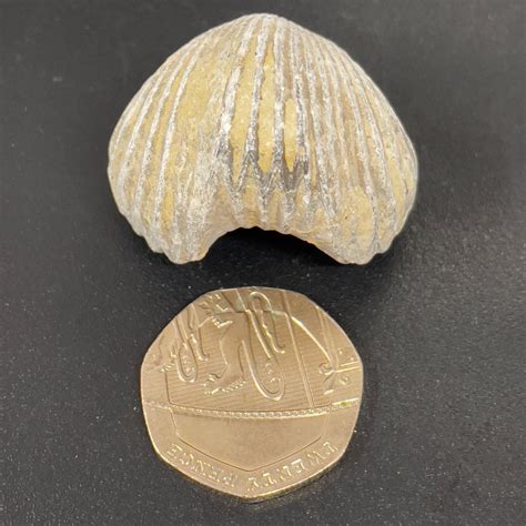 Brachiopod The Etches Collection Shop