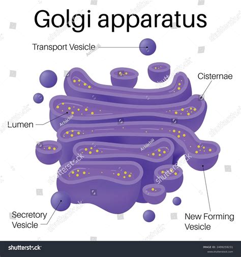 Anatomy Golgi Apparatus Organelle Eukaryotic Cells Stock Vector Royalty Free 2499259231