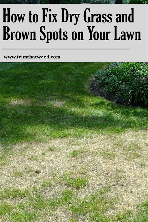 How To Fix Dry Grass And Brown Spots On Your Lawn Artofit