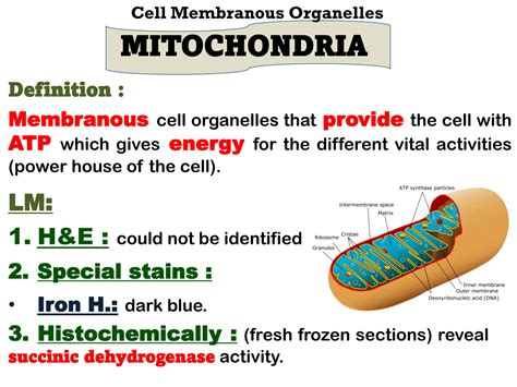 Solution Histology Cell Membranous Organelles Studypool