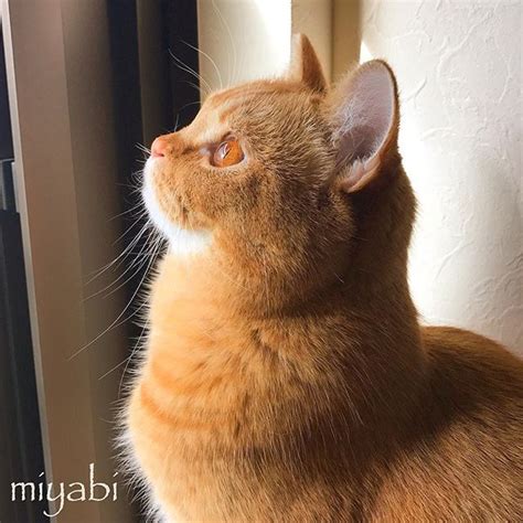 猫の横顔 って 美しいな 時々 琥珀色の瞳 に吸い込まれそうになります ちなみ