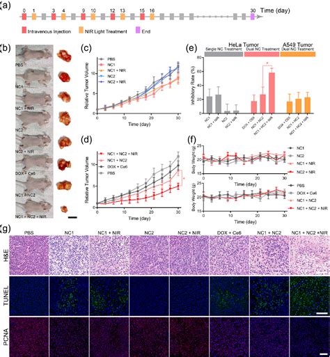 Figure 5 From Dual Ligand Synergistic Targeting Anti Tumor