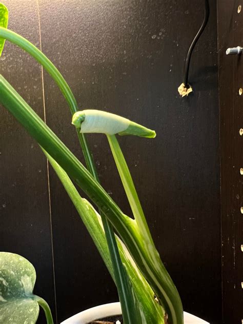 Whats Wrong With The New Leaf Context In Comments Rrarehouseplants