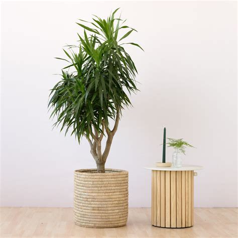 How To Identify Plant Leaf Nodes Plantify Urban Nursery