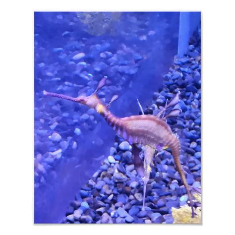 Photograph Y040 On Medium Size Poster Zazzle