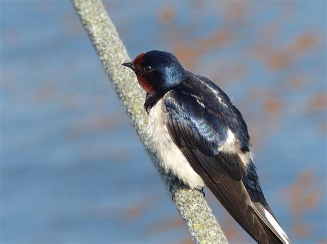 삼키기 영 젊은 제비 Pixabay의 무료 사진