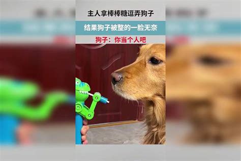主人拿棒棒糖逗弄狗子，结果狗子被整的一脸无奈，狗子：你当个人吧！主人结果