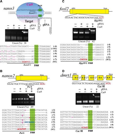 Efficient And Heritable Gene Targeting In Tilapia By Crispr Cas9 Pmc