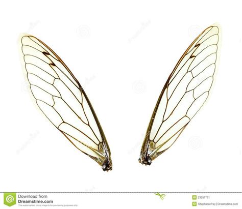 Insect Wings Wings Drawing Insects