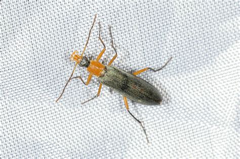 积分昆虫学标本照片库 Insecta Integration