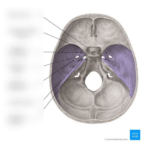 Foramina Of The Skull Diagram Quizlet