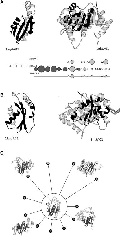 Structural Diversity Of Two P Loop Nucleotide Hydrolase Domains A Download Scientific Diagram
