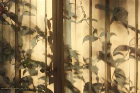 When Shadows Flutter Reflections And Nature