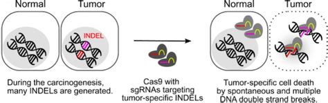 Genscript On Linkedin Crispr Crisprcas9 Geneengineering Genetheapy Geneediting…