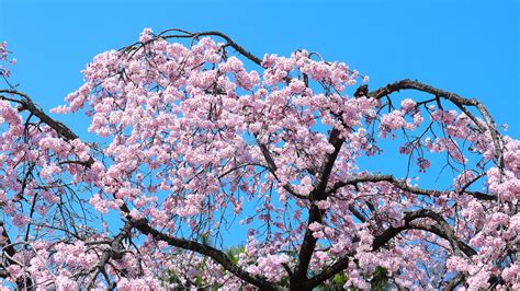 벚꽃 나무 꽃 Pixabay의 무료 사진