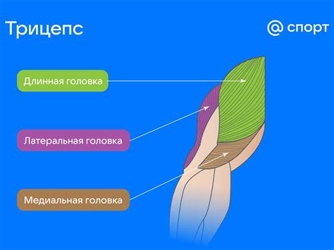 Упражнения на трицепс 12 эффективных упражнений для выполнения в тренажерном зале и в домашних