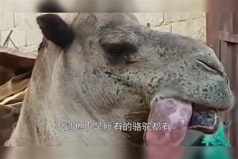 骆驼嘴里吐出的一个粉色“肉球”究竟是什么？它的胃？还是肿瘤？粉色骆驼肿瘤