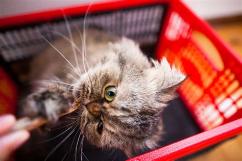 Chew Toys For Teething Kittens Adult Cats Who Like To Chomp