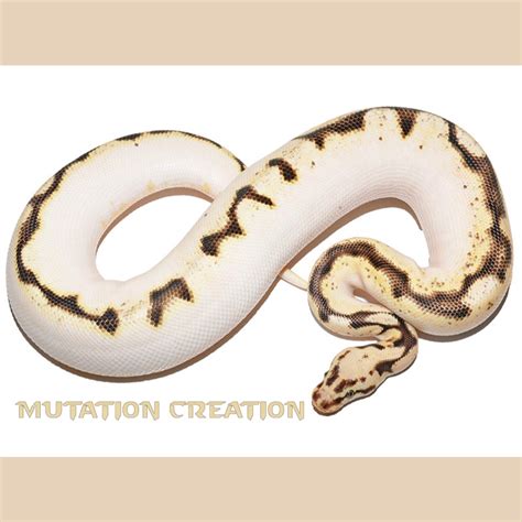 Axanthic Calico Ball Python