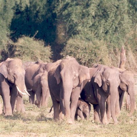 Pdf Field Key For Elephant Population Estimation And Age And Sex