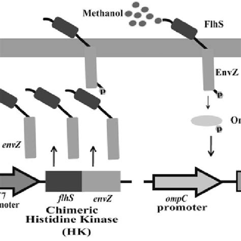 Engineered E Coli To Respond Exogenous Methanol The P Denitrificans Download Scientific