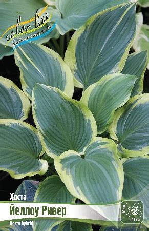 Оптовая торговля голландскими луковицами цветов (лилии, гладиолусы ...