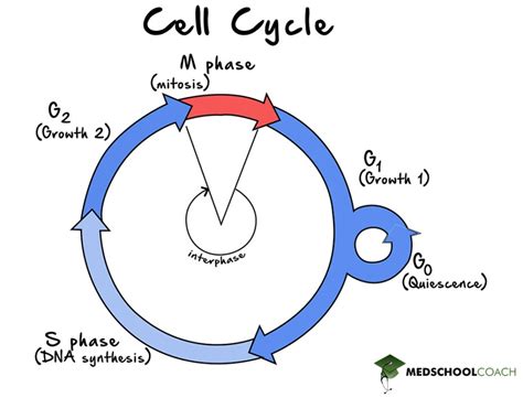 The Cell Cycle Mcat Biology Medschoolcoach