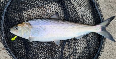 Shad Success Finally General Angling Discussion Ozarkanglerscom