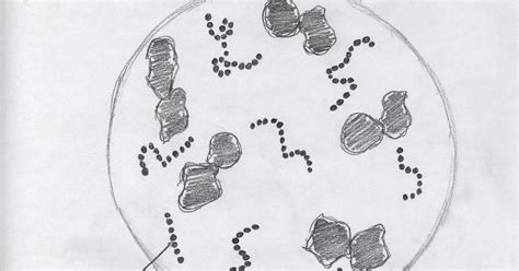 Cell Types And Structure Streptococcus Pyogenes