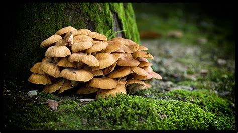Edible Mushrooms How To Identify While Foraging For Food In The Wild